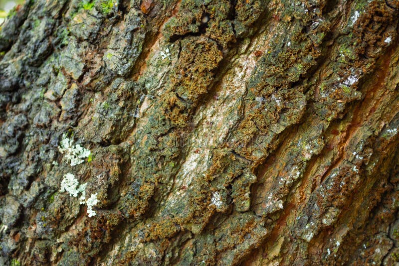Texture of Rugged Tree Bark Surface Stock Photo - Image of nature ...