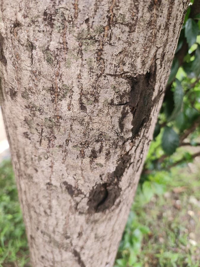 Tree, Wood, Unique, Aesthetic, Hole, Charred, Brown, Scratched Stock ...