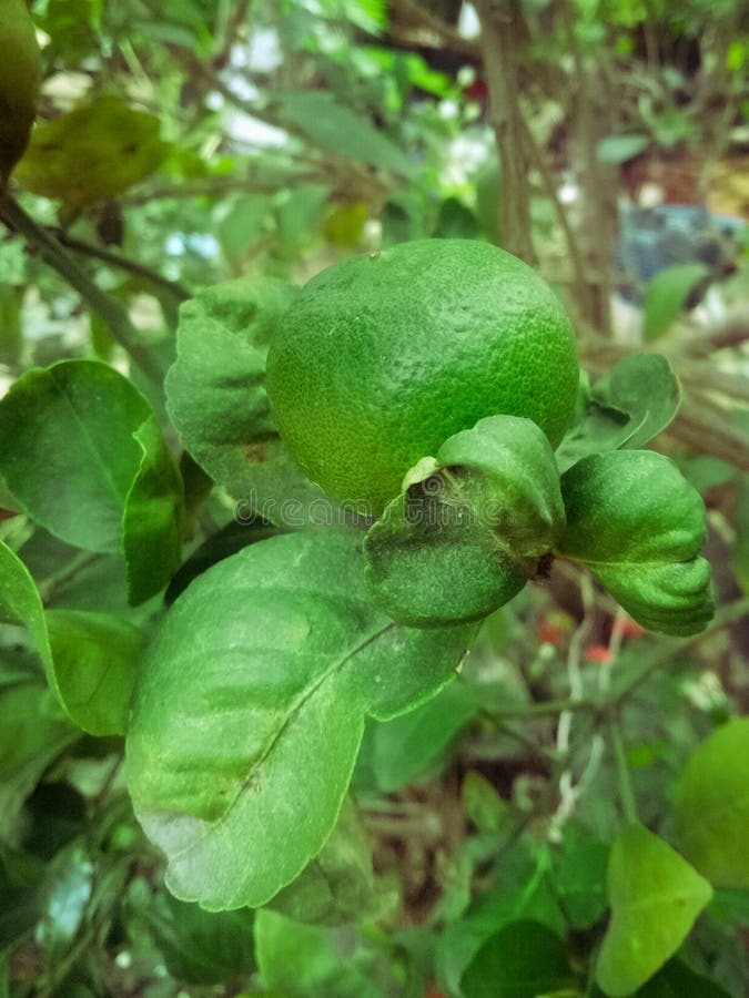 Tree Wooden bump Green stock image. Image of green, lemon - 184343717