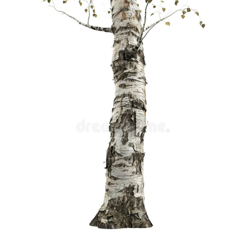 Tree Wooden Stump Long on Transparent Background - Ai Generated Stock ...