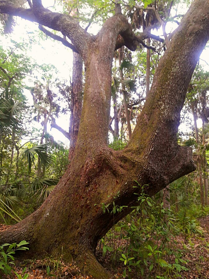 Tree stock photo. Image of tree, forest, woods, nature - 92907338