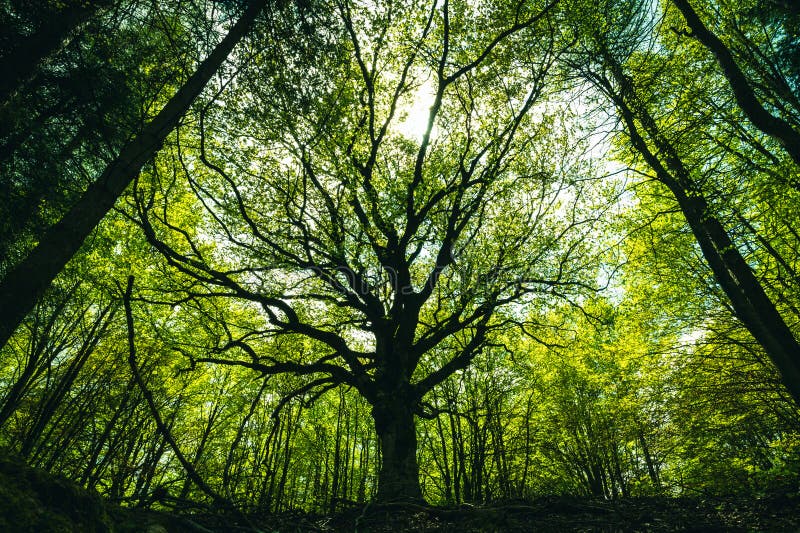 Tree in the Woods Backlit by the Sun Stock Image - Image of light ...