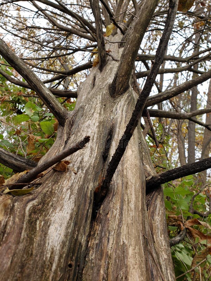 Tree in the woods stock image. Image of dead, tree, fall - 165025159