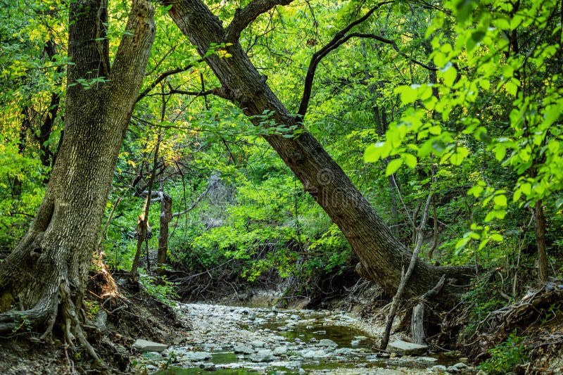 Tree in the woods stock image. Image of trail, roots - 129345425