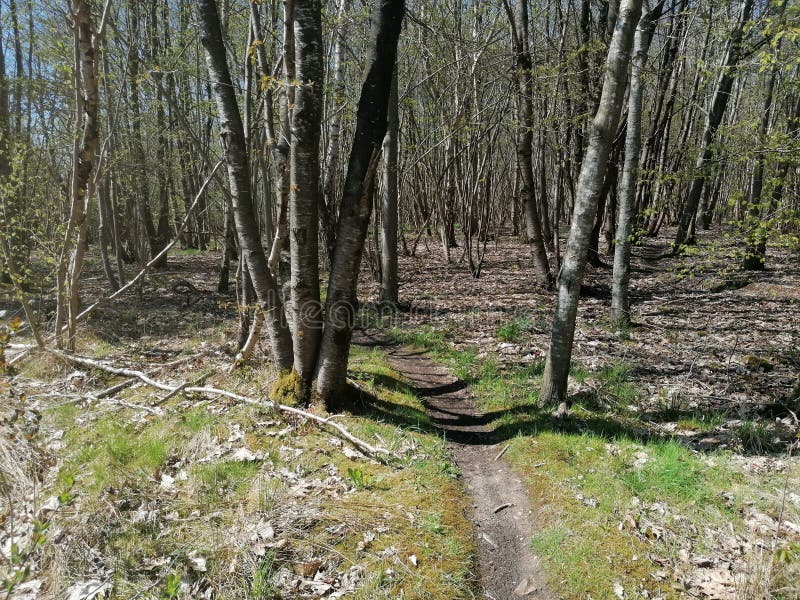 Tree Woods line stock photo. Image of plant, wilderness - 218205532