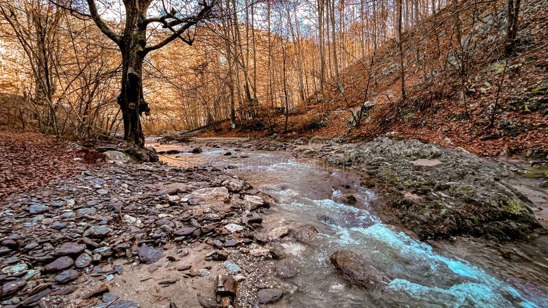 Tree in the Woods Next To a Creek Filled with Water Stock Photo - Image ...