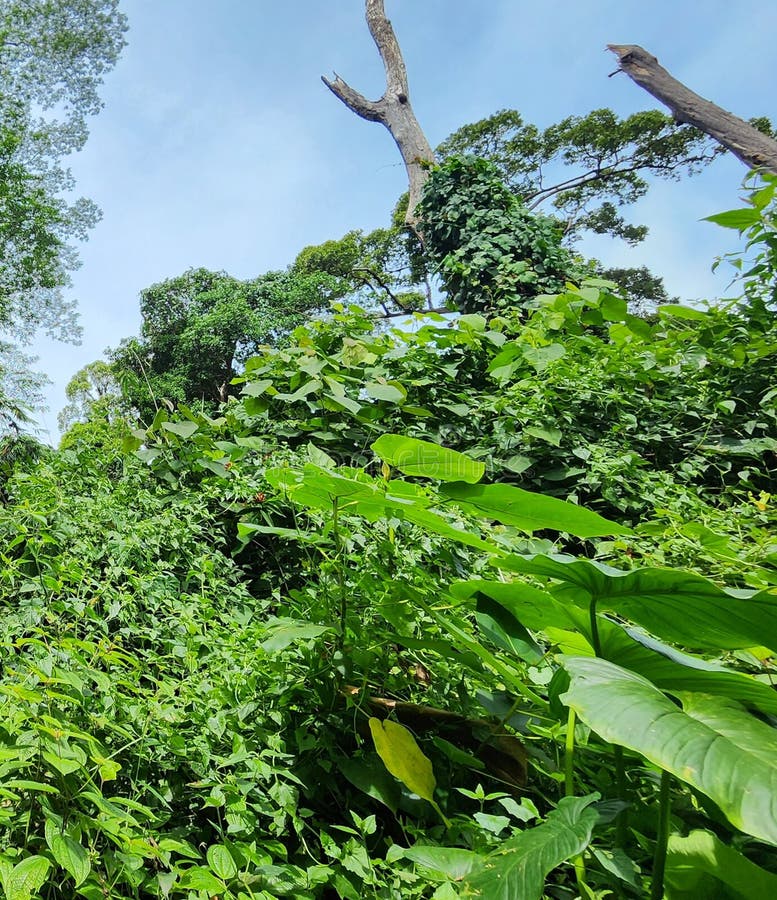 Tree in the woods stock photo. Image of leaf, garden - 272197100