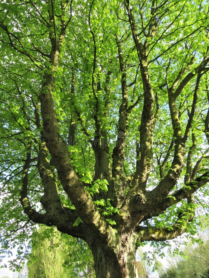 Tree, Woody Plant, Branch, Plant Picture. Image: 117789295