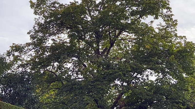 A Large Tree Shaken by the Wind in Autumn Stock Video - Video of ...