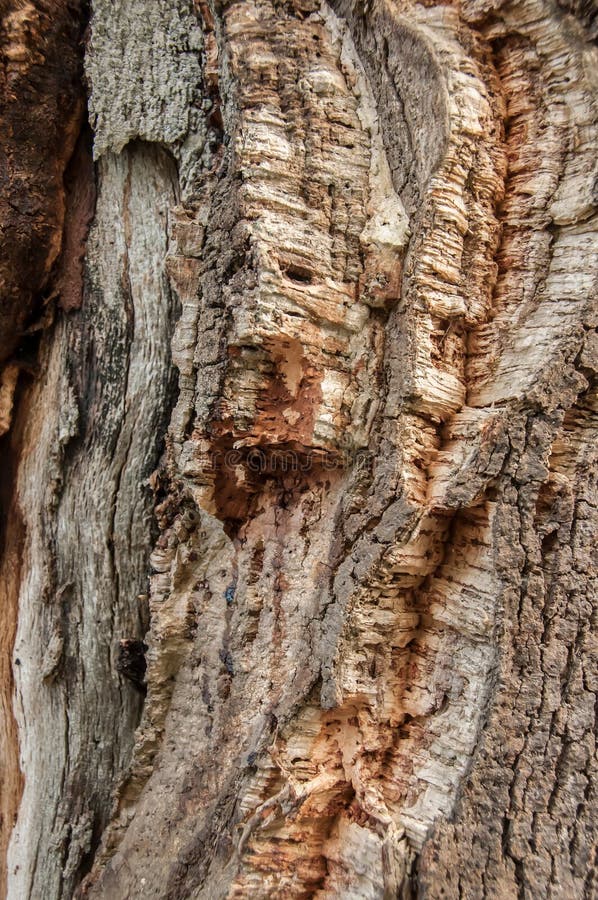 The Tree is a Woody Trunk Whose Branches only Come Out at a Certain ...