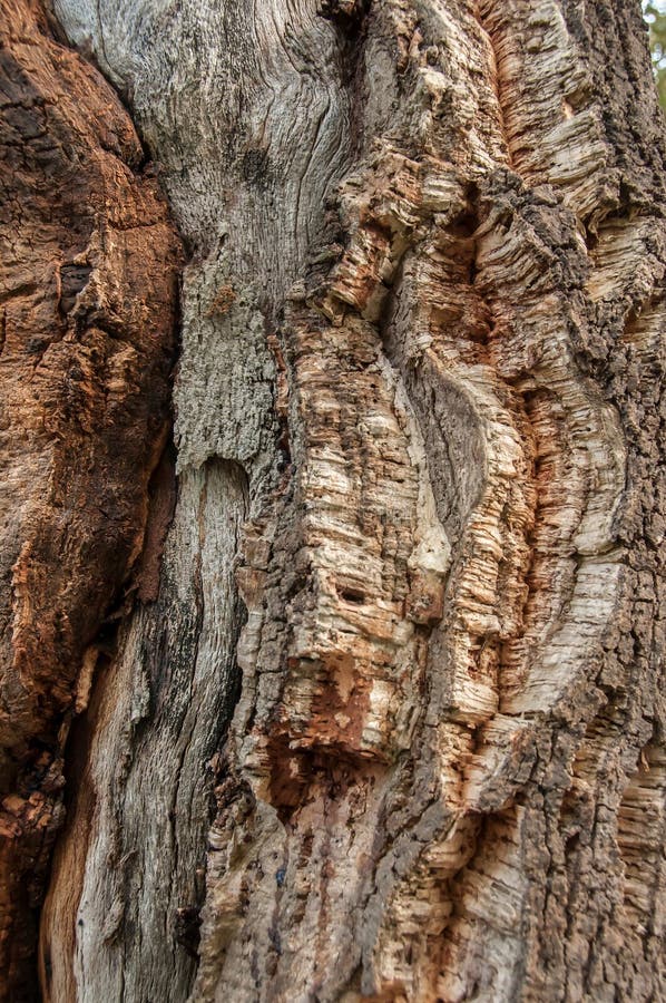 The Tree is a Woody Trunk Whose Branches only Come Out at a Certain ...