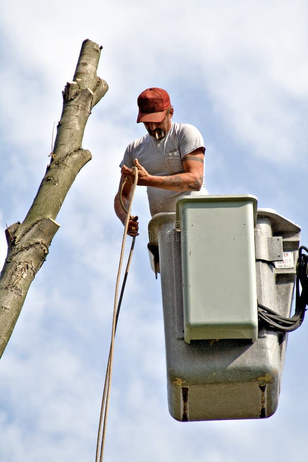 Tree work stock image. Image of occupation, truck, bucket - 2352929