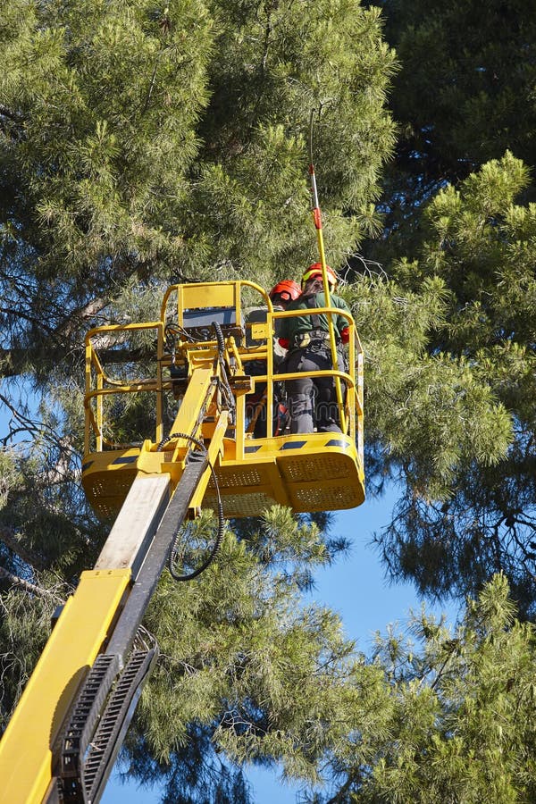 Tree Work, Pruning Operations. Crane and Pine Wood Forest Stock Image ...