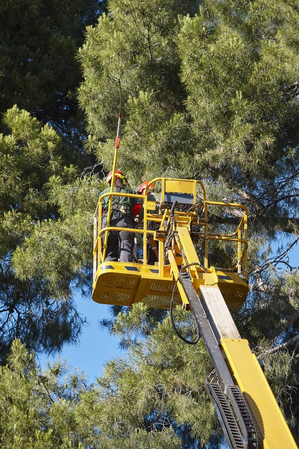 Tree Work, Pruning Operations. Crane and Pine Wood Forest Stock Image ...