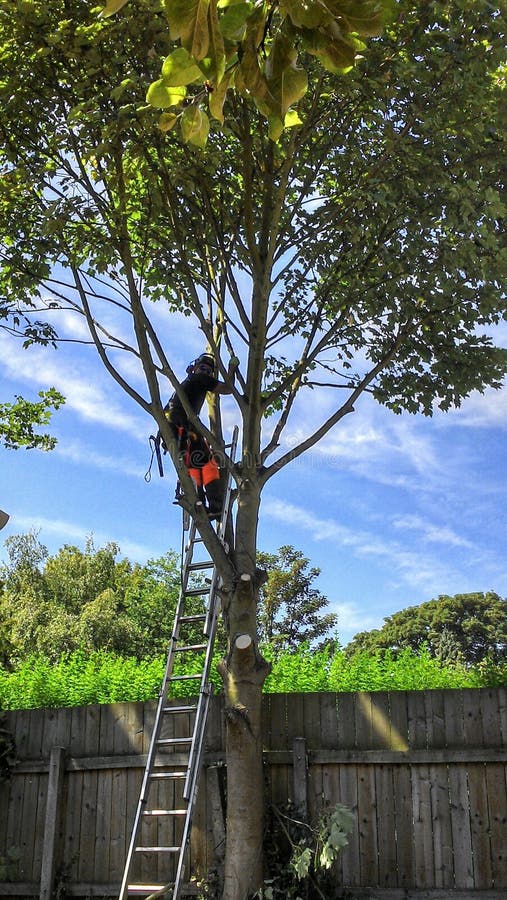Tree Work Ahead Warning Road Sign, Central Park, New York City ...