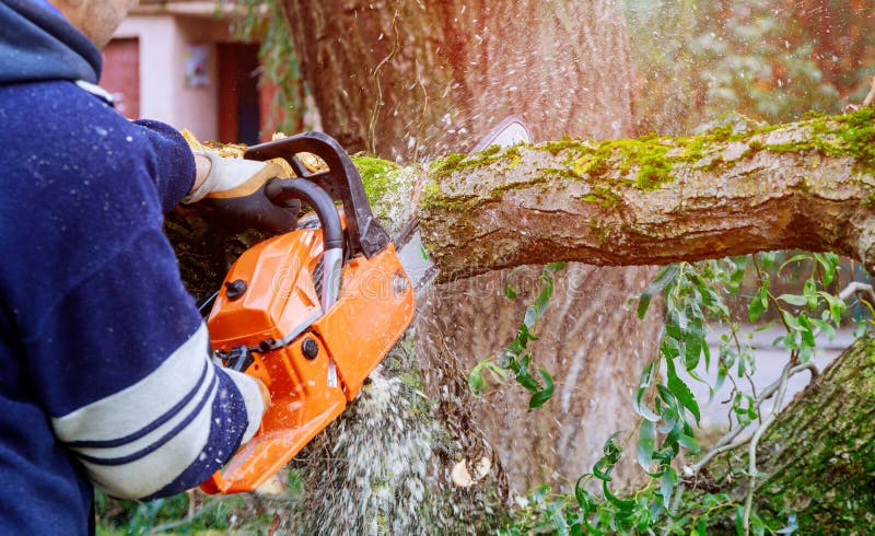 A Tree at Work Up a Tree is Cutting a Tree Branch Using a Chainsaw on ...