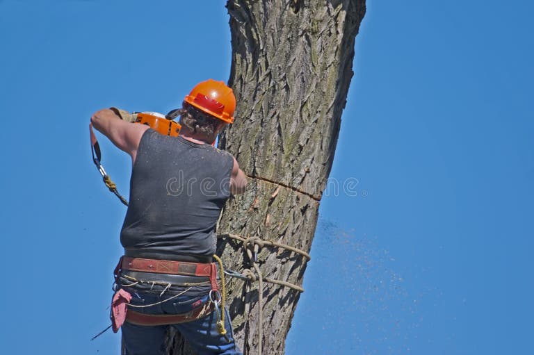 Tree Worker stock photo. Image of montana, chainsaw, logging - 722908