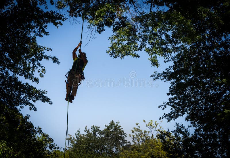 Tree Worker Climbing To Cut Branches Editorial Photo - Image of rope ...