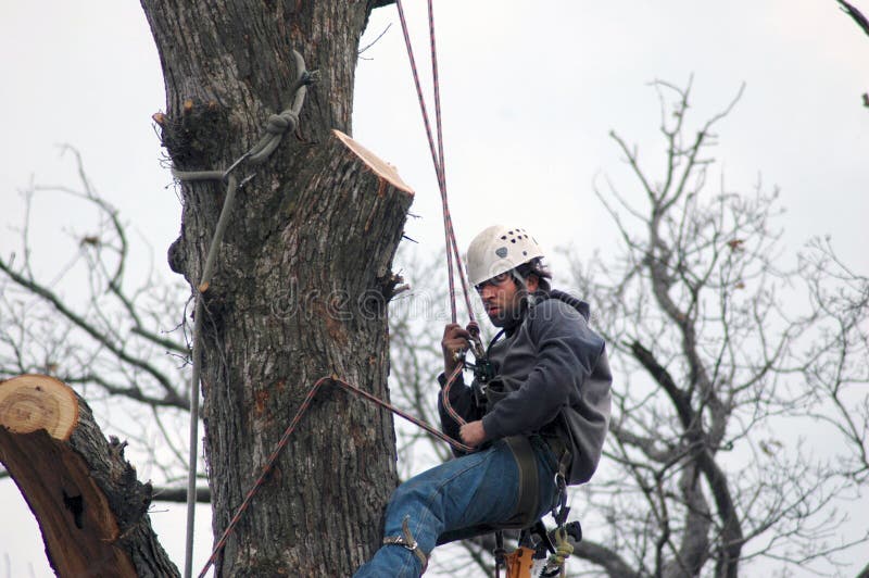 Tree Worker Roped into a Tree for Safety Stock Photo - Image of adult ...