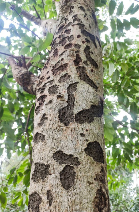 Tree worm stock image. Image of treewormholes, deacy - 185456695