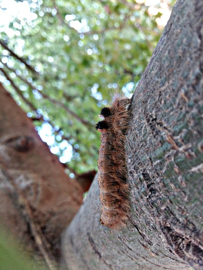 Tree worm stock photo. Image of walk, bags, tree, green - 117014974