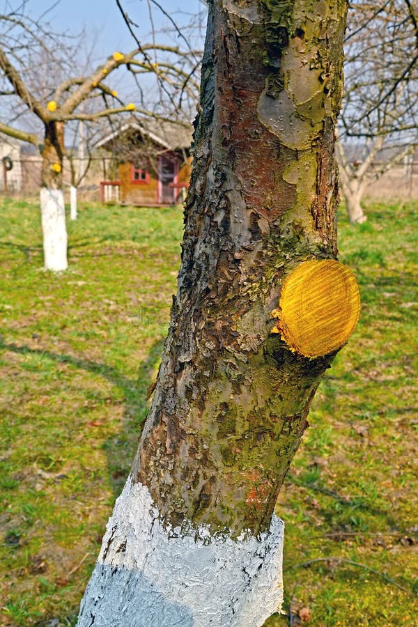Tree-wound Paint On A Fruit-tree Branch Cut. Spring Works In A Garden ...