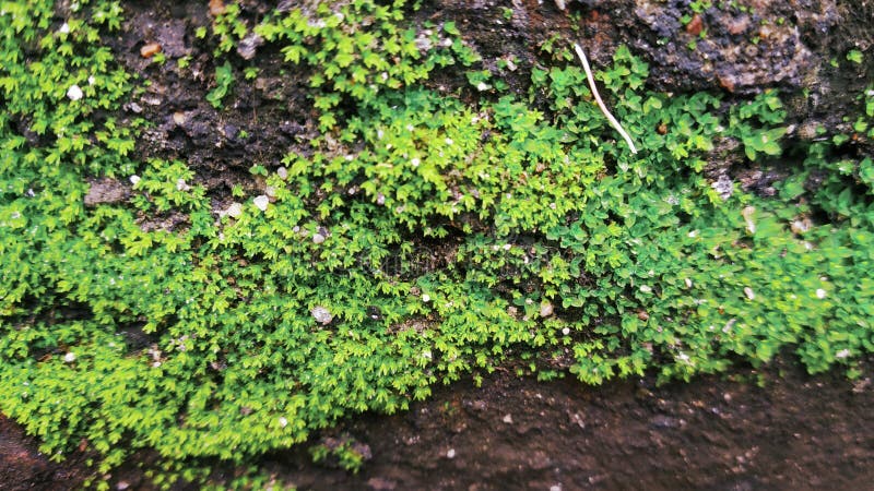 Tree Wow this Amazing Awesome Beutiful Stock Image - Image of awesome ...