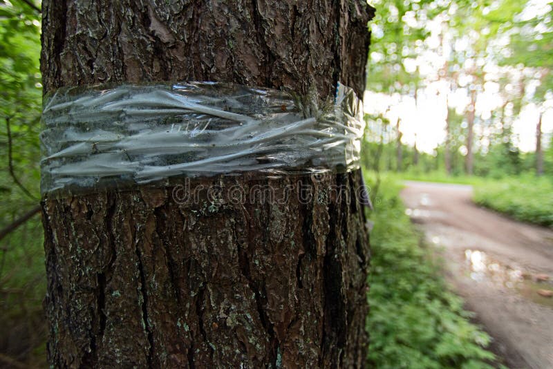 Tree Wrapped with Adhesive Tape Stock Image - Image of harmful, closeup ...