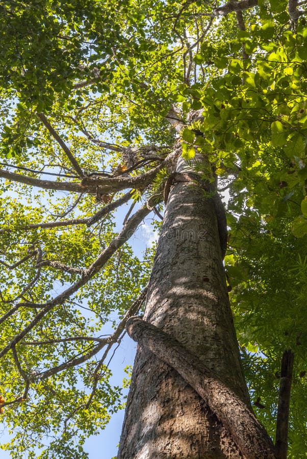 Tree Wrapped Around Another Tree Stock Photo - Image of grass, flower ...