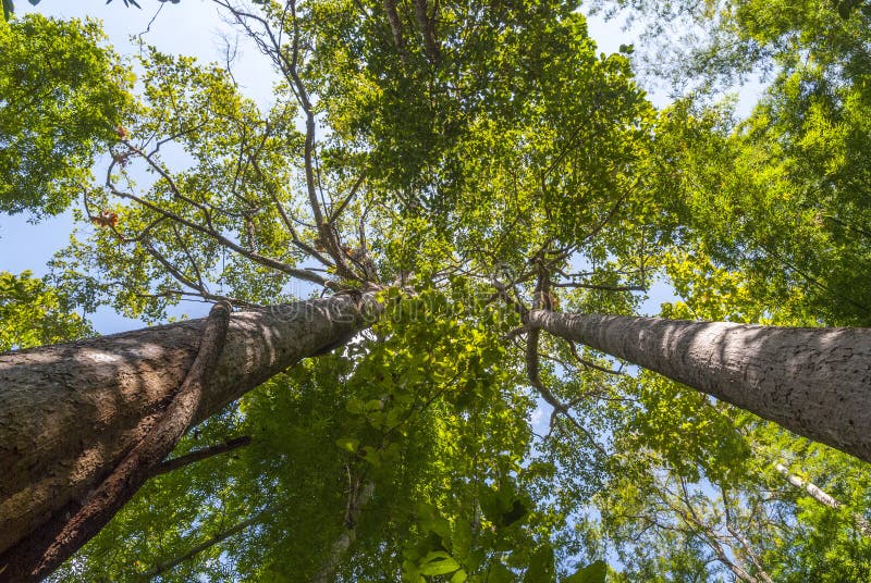 Tree Wrapped Around Another Tree Stock Photo - Image of natural ...