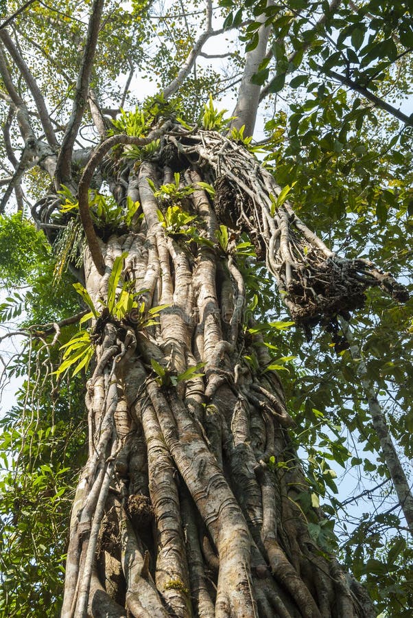Tree Wrapped Around Another Tree Stock Photo - Image of night, beauty ...