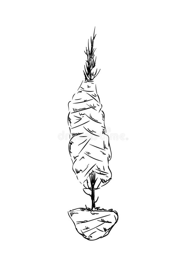 Tree Wrapped and Ready for Sale Stock Vector - Illustration of ...