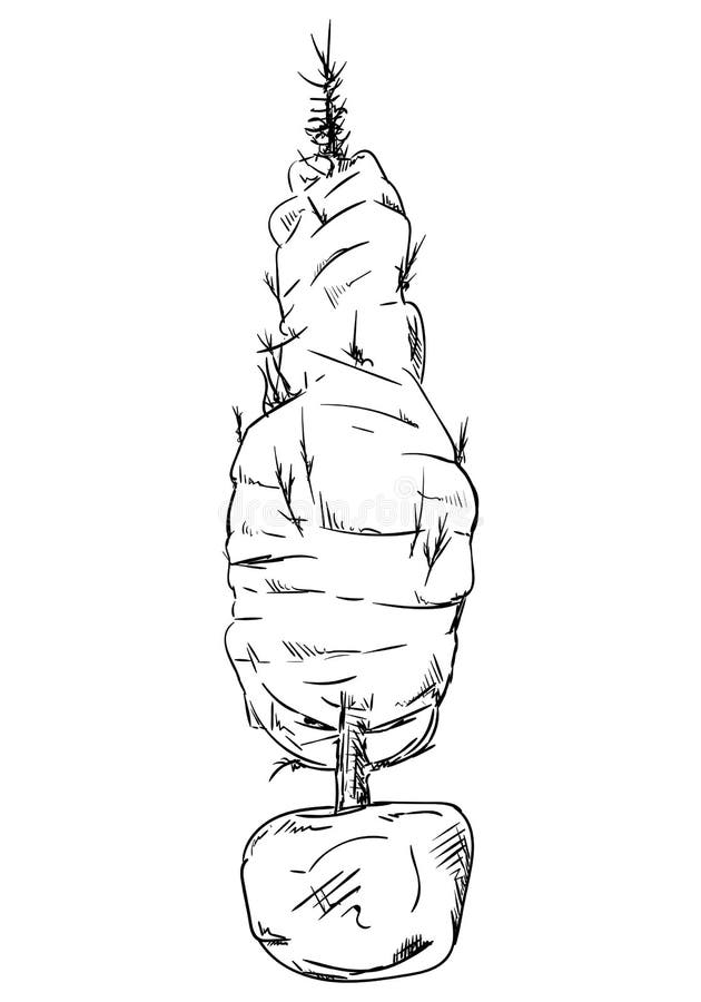 Tree Wrapped and Ready for Sale Stock Vector - Illustration of draw ...