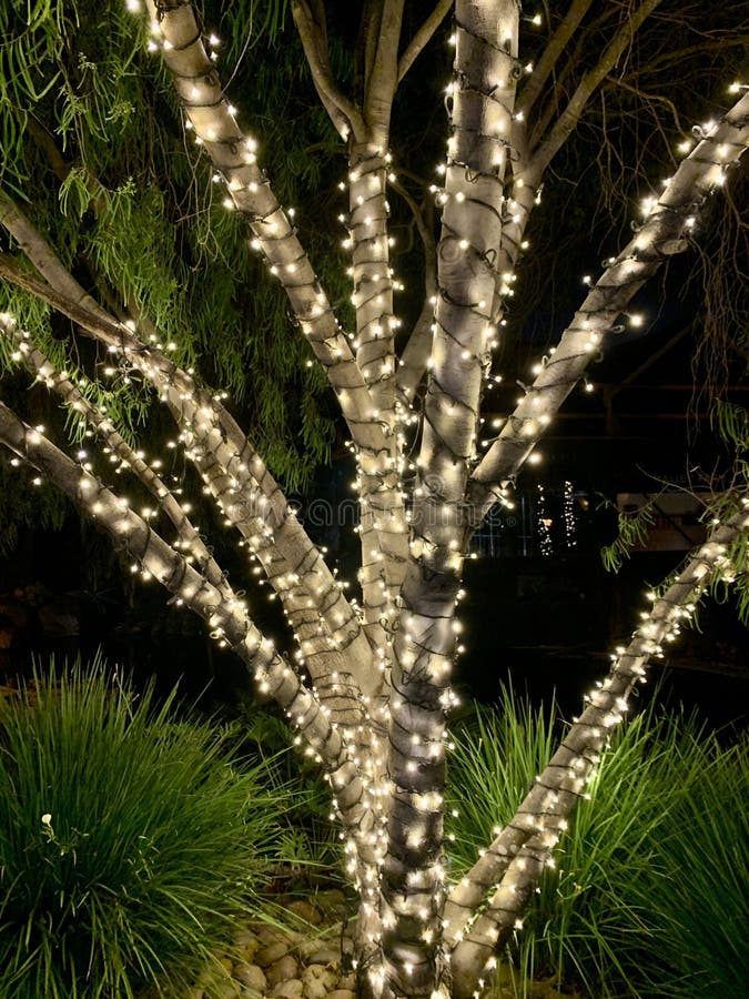 Tree Wrapped with String Lights Stock Photo - Image of illumination ...