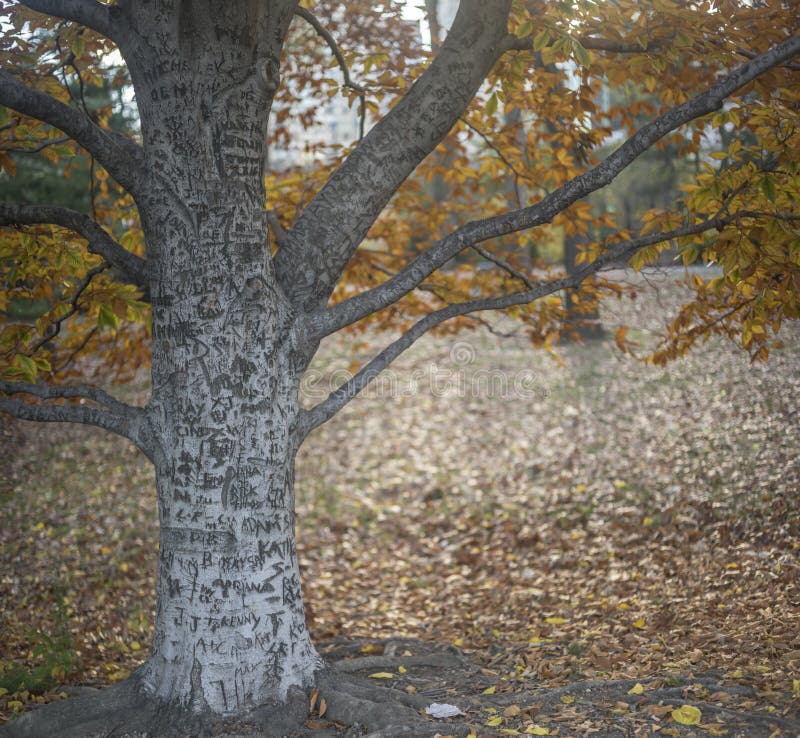 Tree with writing stock image. Image of etched, carved - 62339023