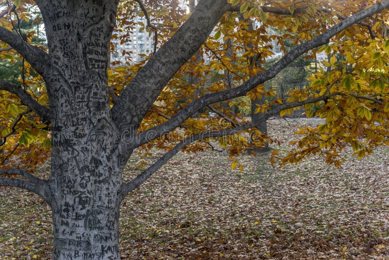 Tree with writing stock photo. Image of graffiti, central - 62339086