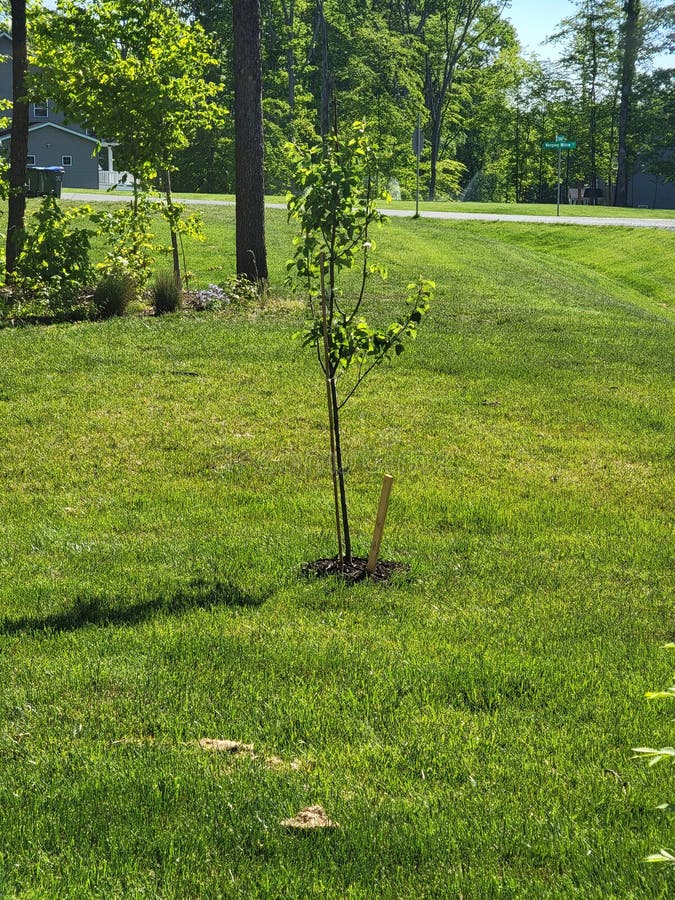 Tree in the Yard with Shrubs and Green Grass Stock Photo - Image of ...