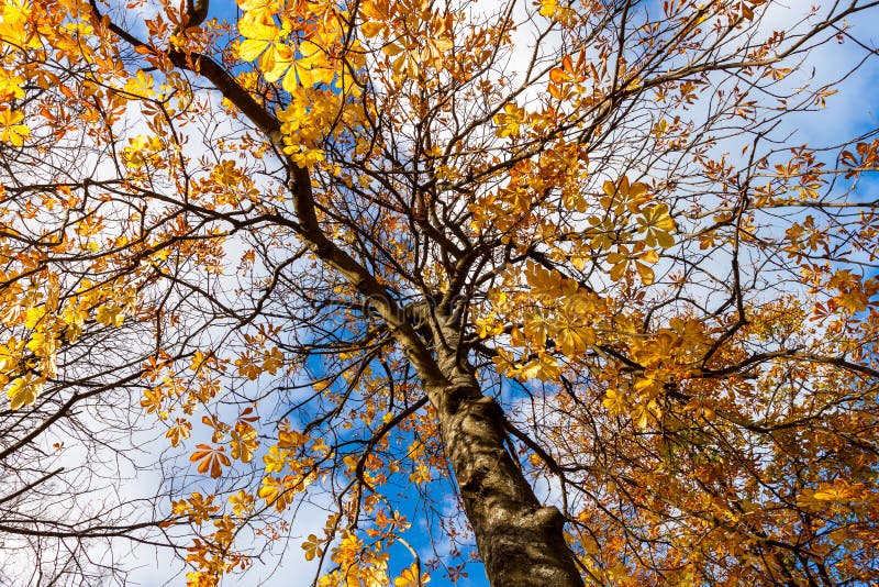 Tree with Yellow Autumn Leave Stock Photo - Image of yellow, beautiful ...