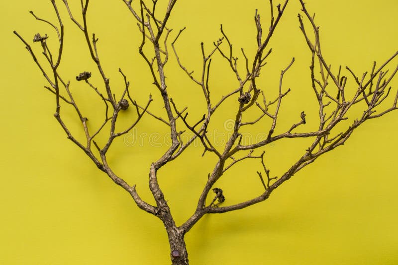 Tree on Yellow Background, Horizontal Stock Photo - Image of sapling ...