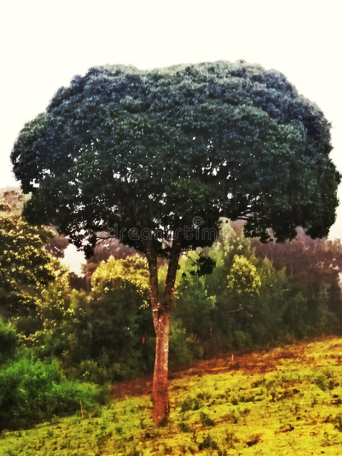 Tree on yellow background stock photo. Image of splendour - 142628312