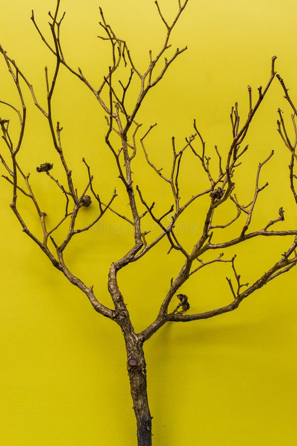 Tree on Yellow Background, Vertical Stock Image - Image of ramification ...