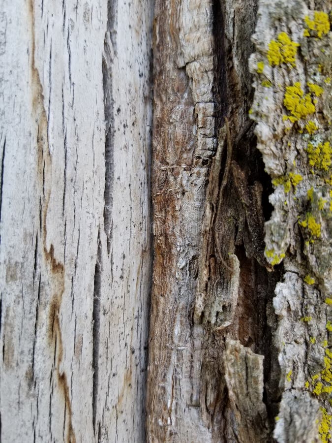 Yellow Bark Willow Branches Stock Image - Image of scenic, yellow: 2682011