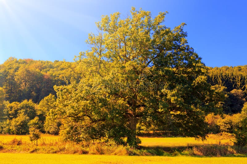 Single Autumn Tree and Blue Sky . Stock Photo - Image of ecology ...