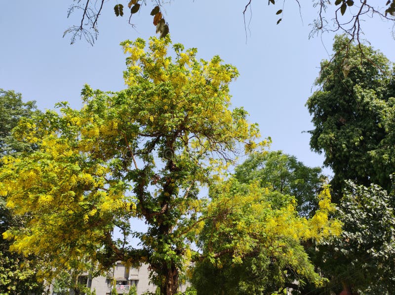 Tree with Yellow Flowers Yellow Gold Stock Image - Image of tree ...