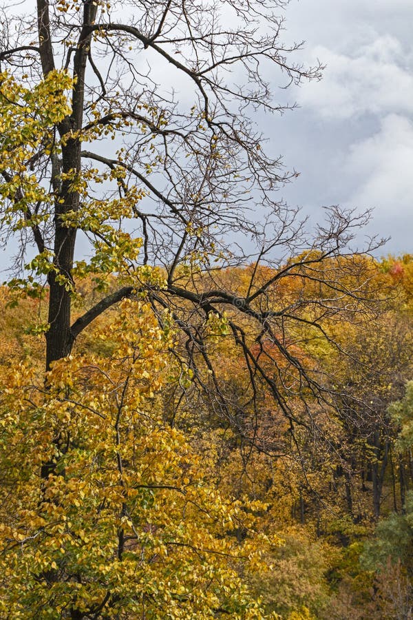 Tree in Yellow Foliage Against Gray Autumn Sky Stock Photo - Image of ...