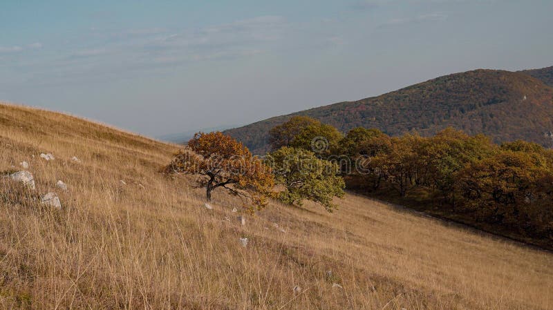 Two Small Trees in the Mountains. Stock Photo - Image of autumn, view ...