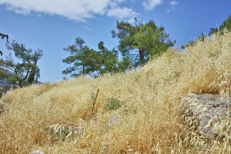 Tree and Yellow Grass in Ancient Greek Archaeological Site of Delphi ...