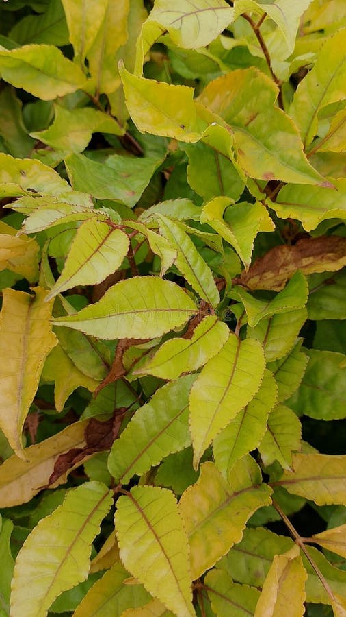 A Tree with Yellow Green Leaves that Fascinates Us because of Its ...