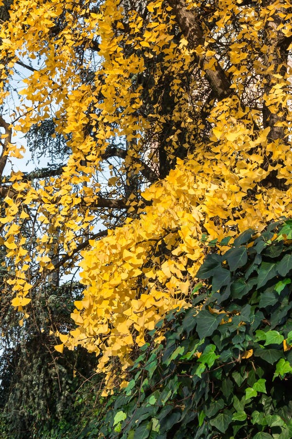 Tree with Yellow Leaves in Autumn Stock Image - Image of outdoor ...