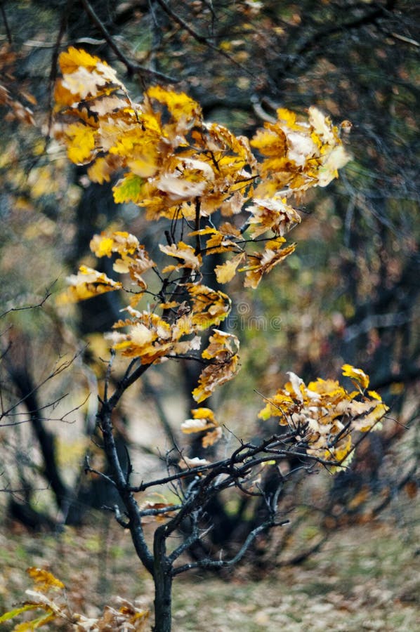 Tree with yellow leaves stock image. Image of fogy, outside - 68869781